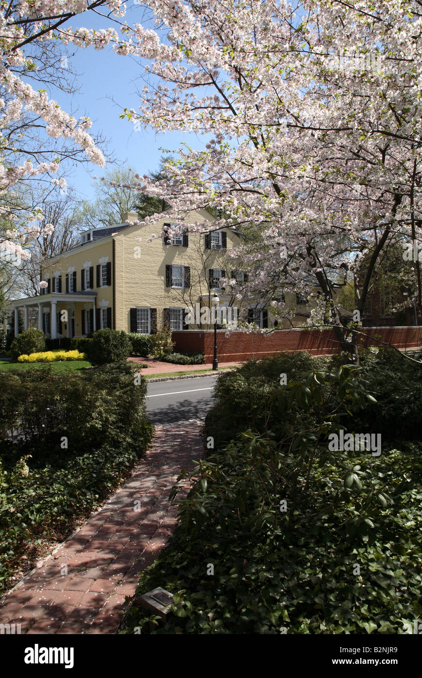 Narrow curved brick walkway with shrubs flanked by flowering cherries ...