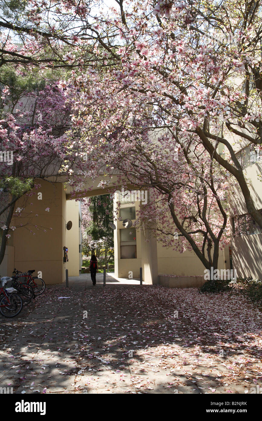 Large pink flowering magnolia trees arch over an entranceway to Spelman ...