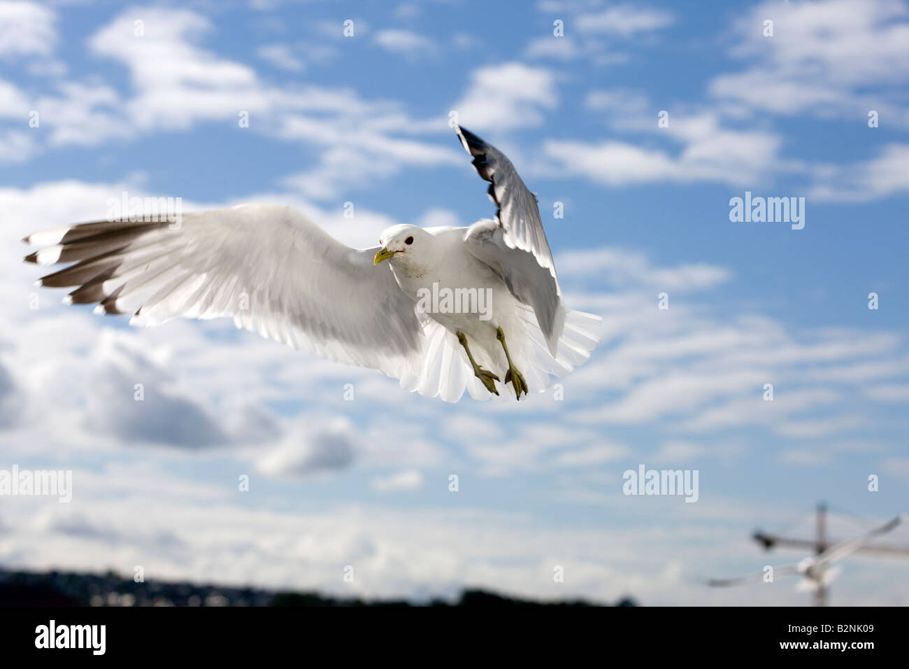 Seagull in flight Stock Photo - Alamy