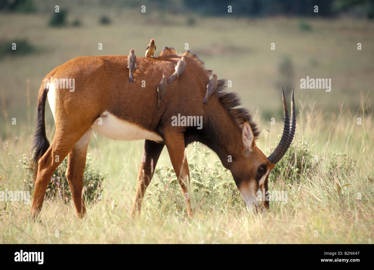 Adult female Sable antelope in the Shimba Hills Reserve, Mombasa, Kenya ...