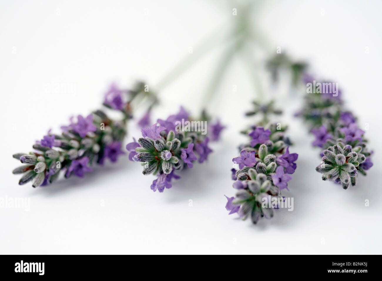 Lavender ears hi-res stock photography and images - Alamy