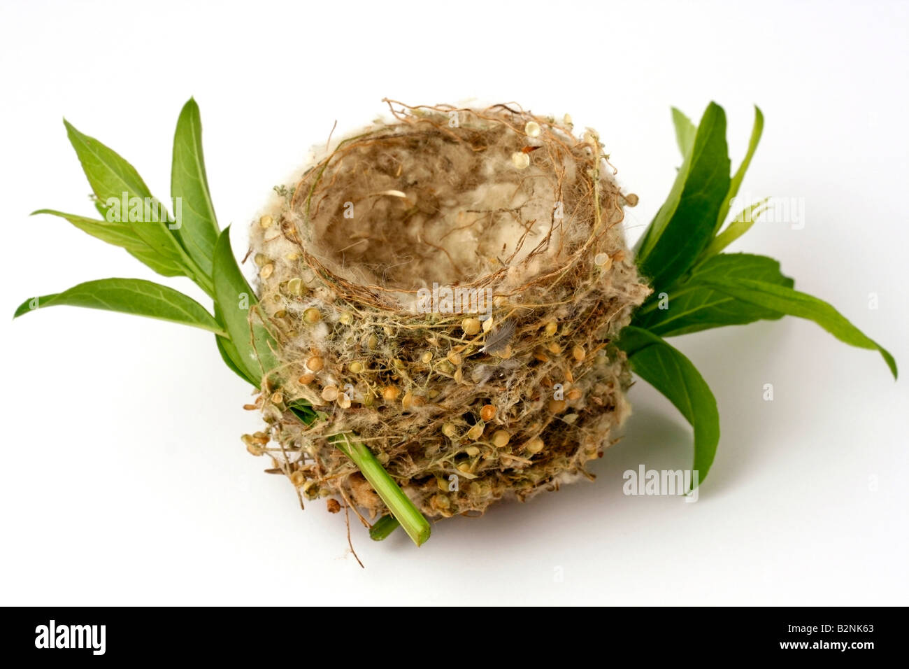 Empty nest house hi-res stock photography and images - Alamy