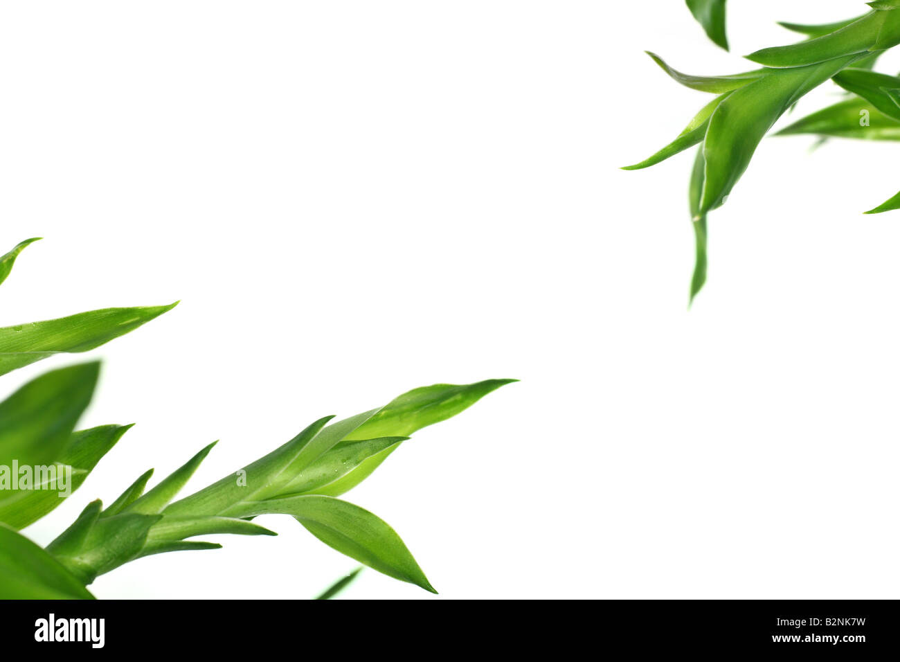 lucky bamboo plant arranged into a frame with space left for text Stock ...