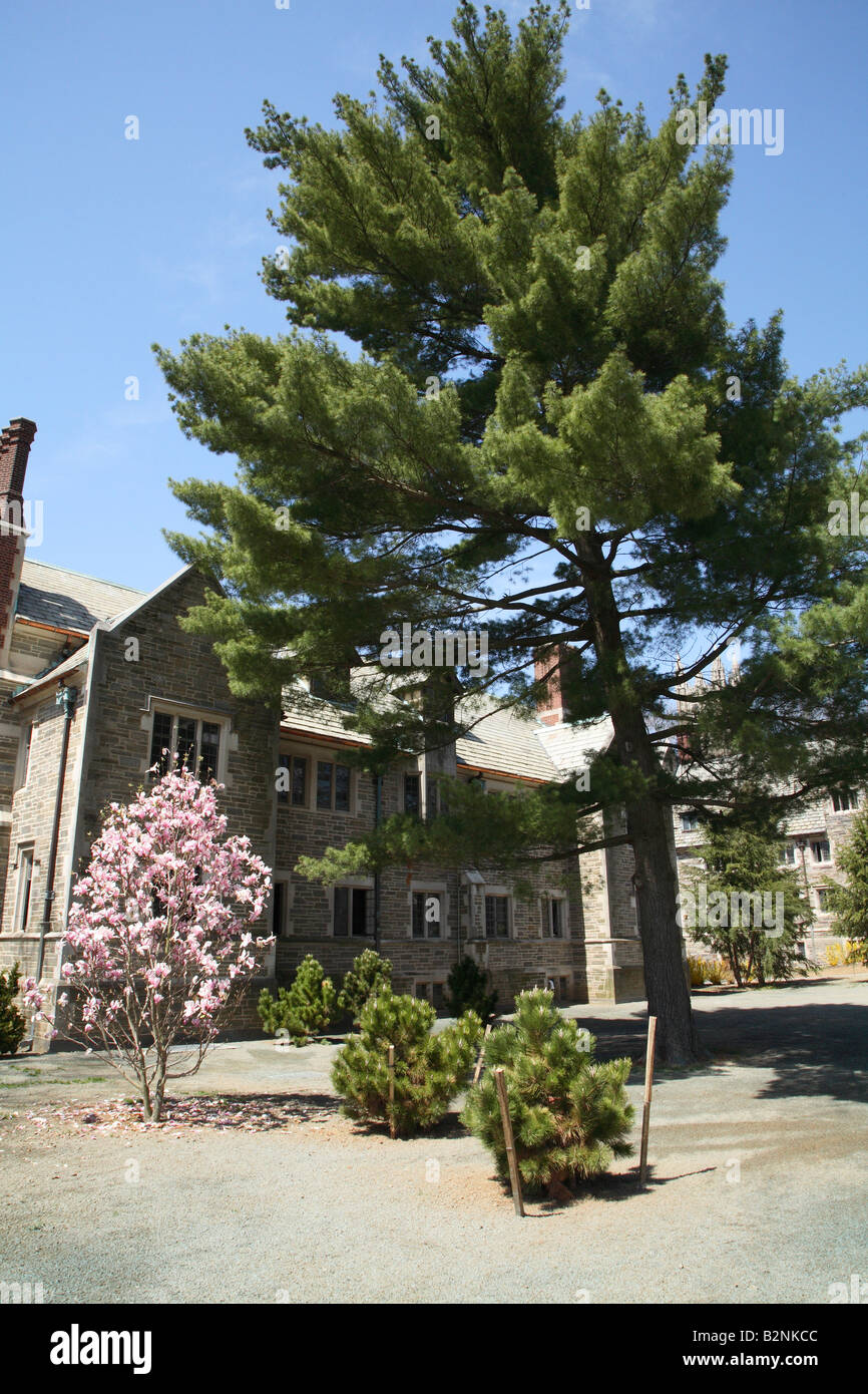 Large conifer tree with small conifers and pink flowering magnolia of a ...