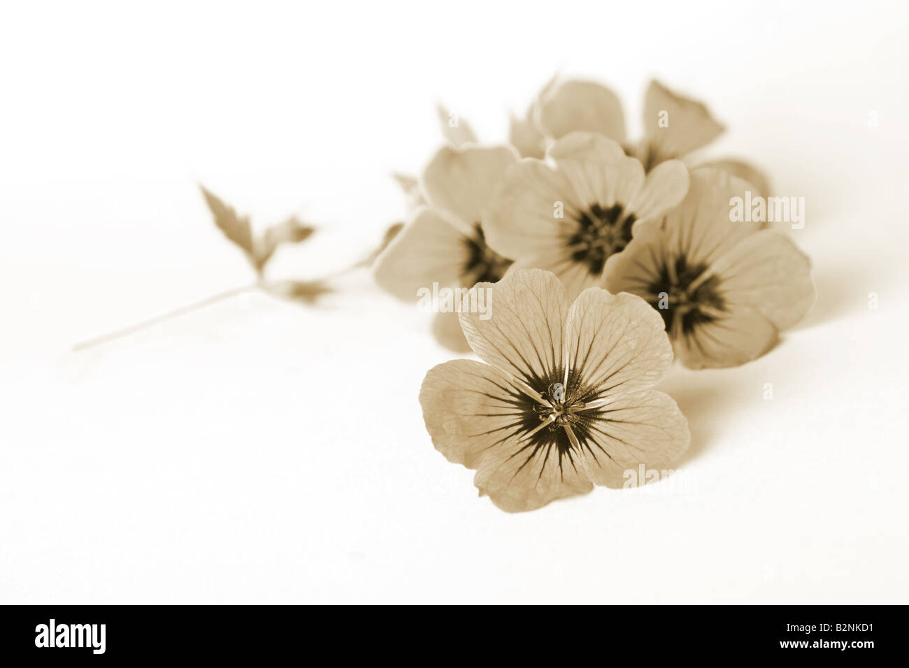 sepia toned geranium flowers Stock Photo - Alamy