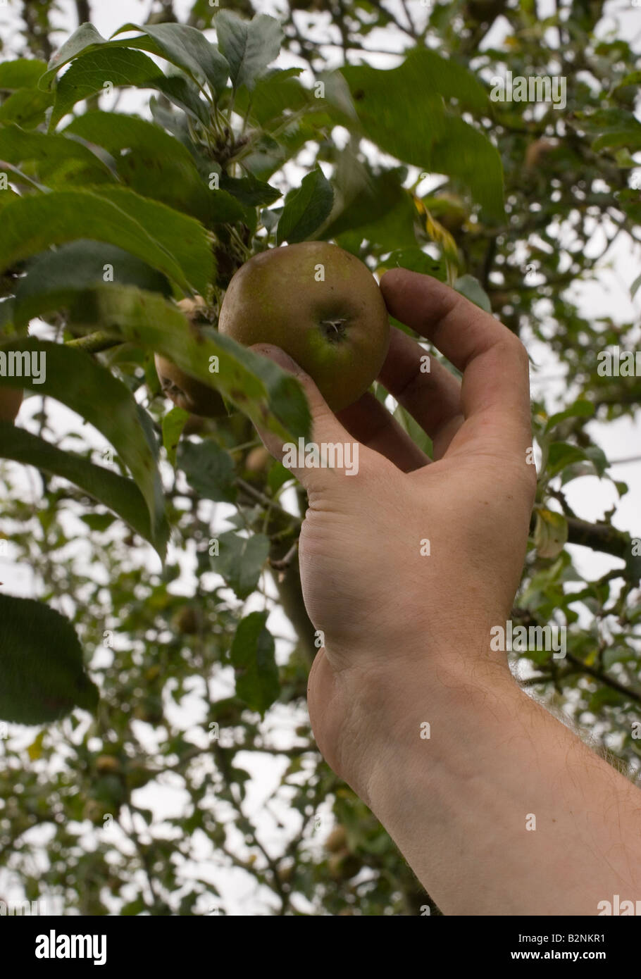 Hand Picking An Apple In An Englsh Garden Stock Photo - Alamy