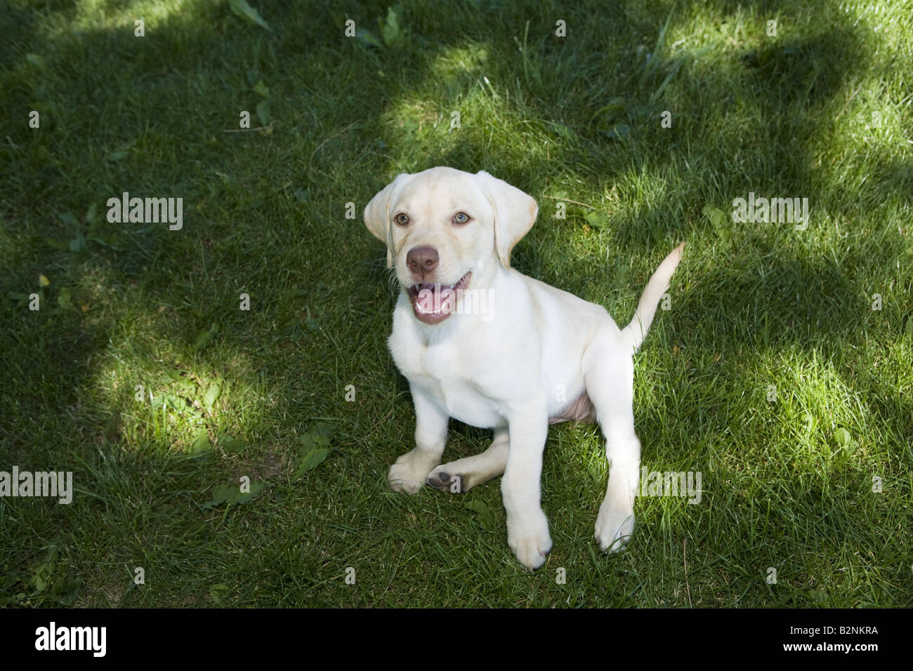 Healthy Golden Labrador Puppy Young High Resolution Stock Photography ...