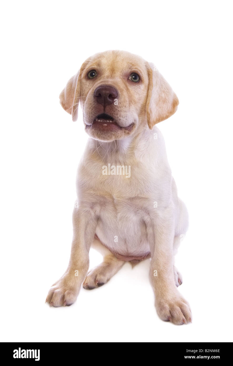Adorable yellow Labrador Retriever puppy sitting isolated on white ...