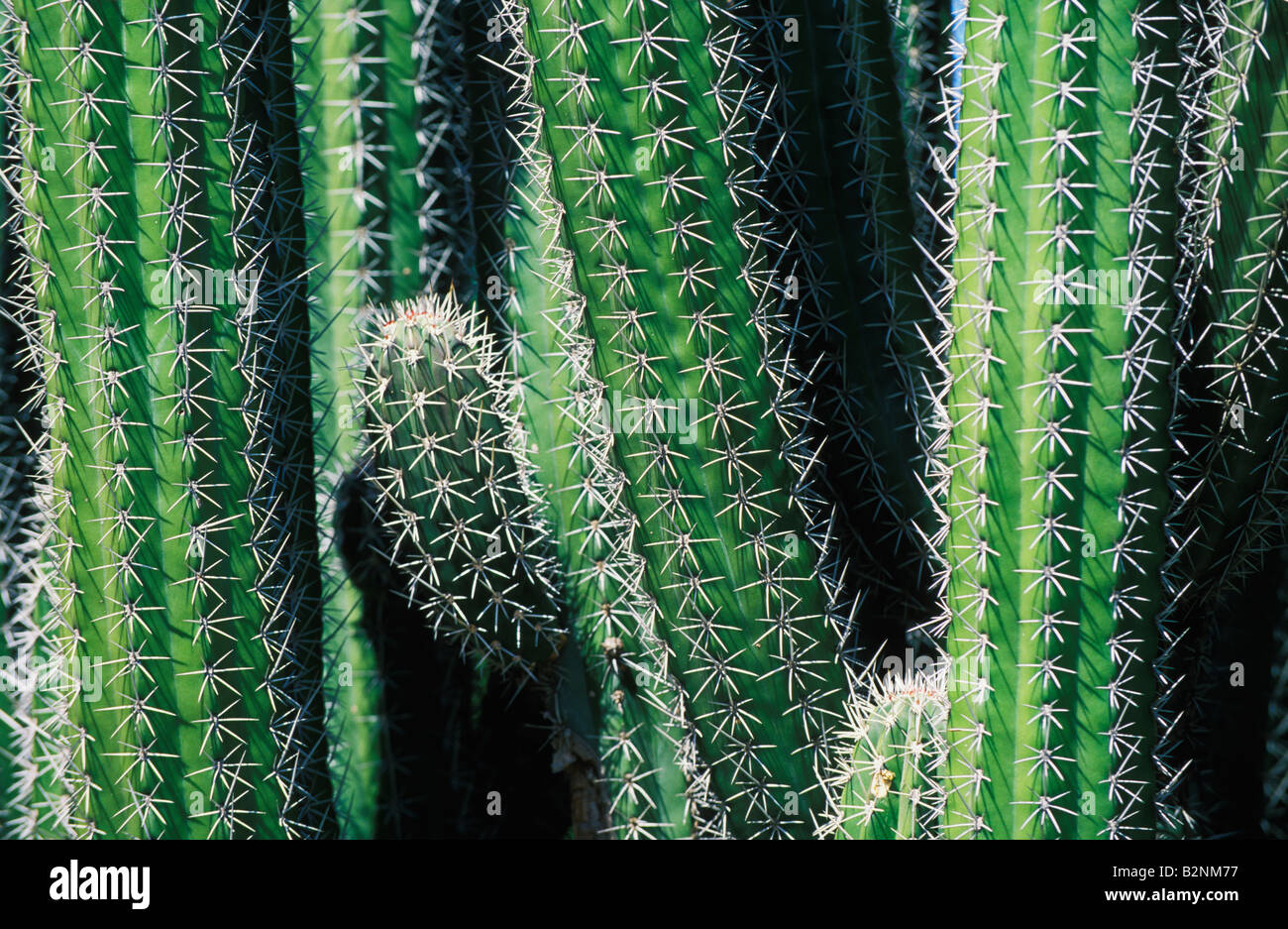 Datu High Resolution Stock Photography and Images - Alamy