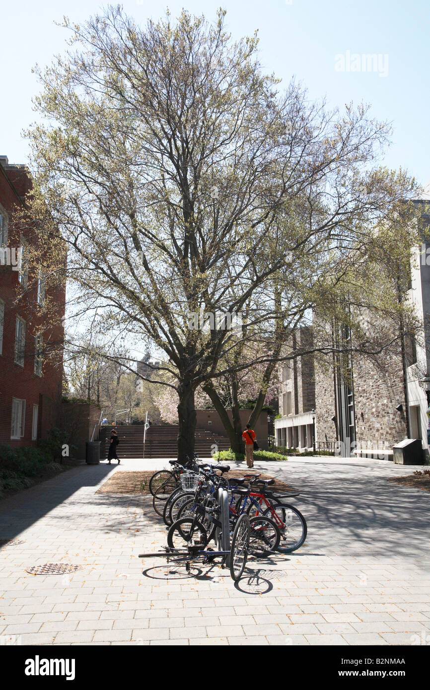 Wide white brick walkway between the Firestone Library on right and ...