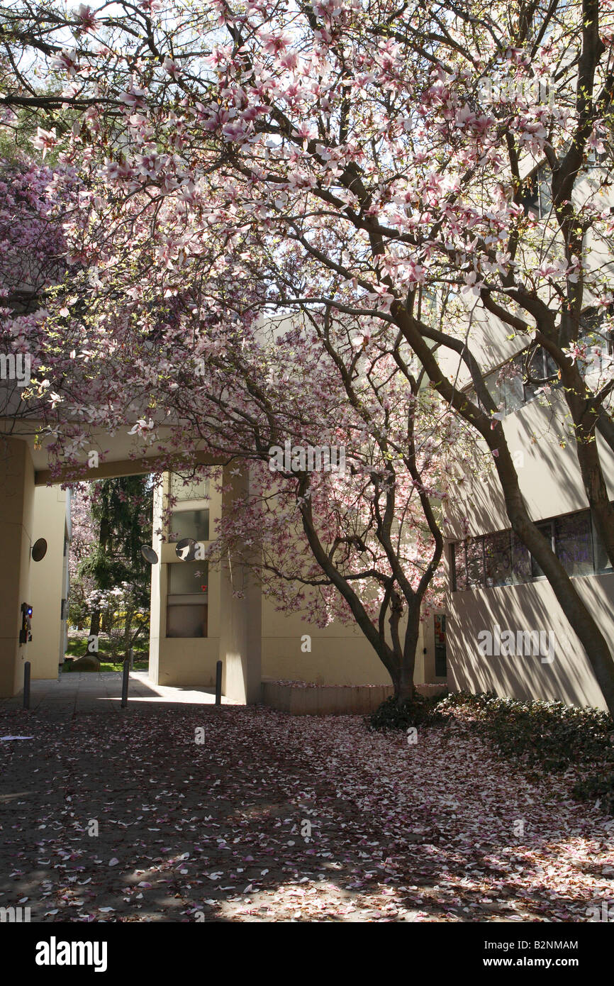 Large pink flowering magnolia trees arch over an entranceway to Spelman ...