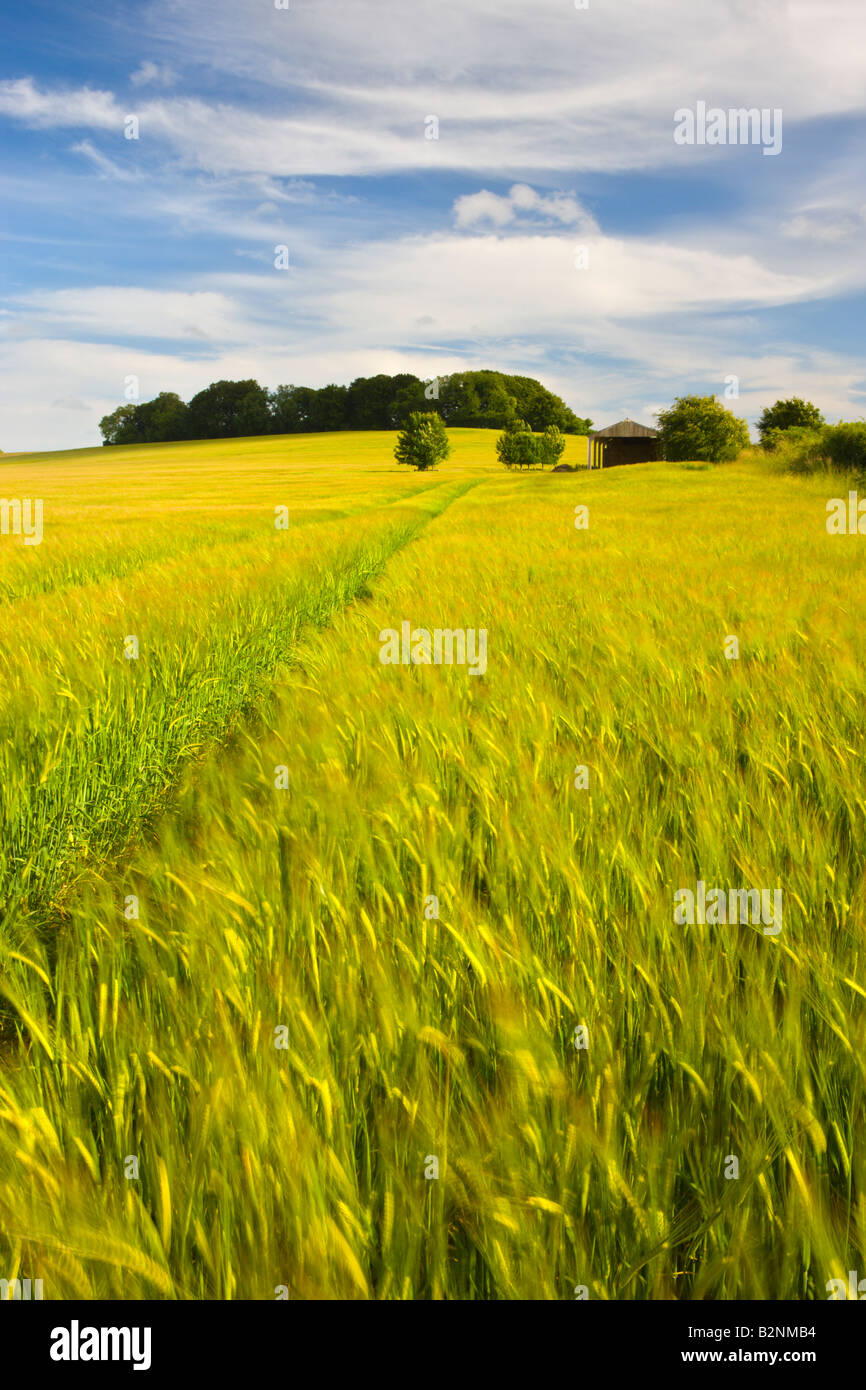 Summer crops growing in a Dorset field England Stock Photo - Alamy