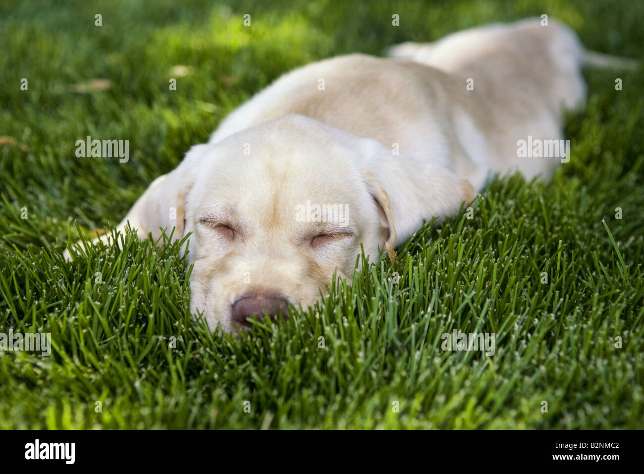 Yellow Lab Puppies Sleeping