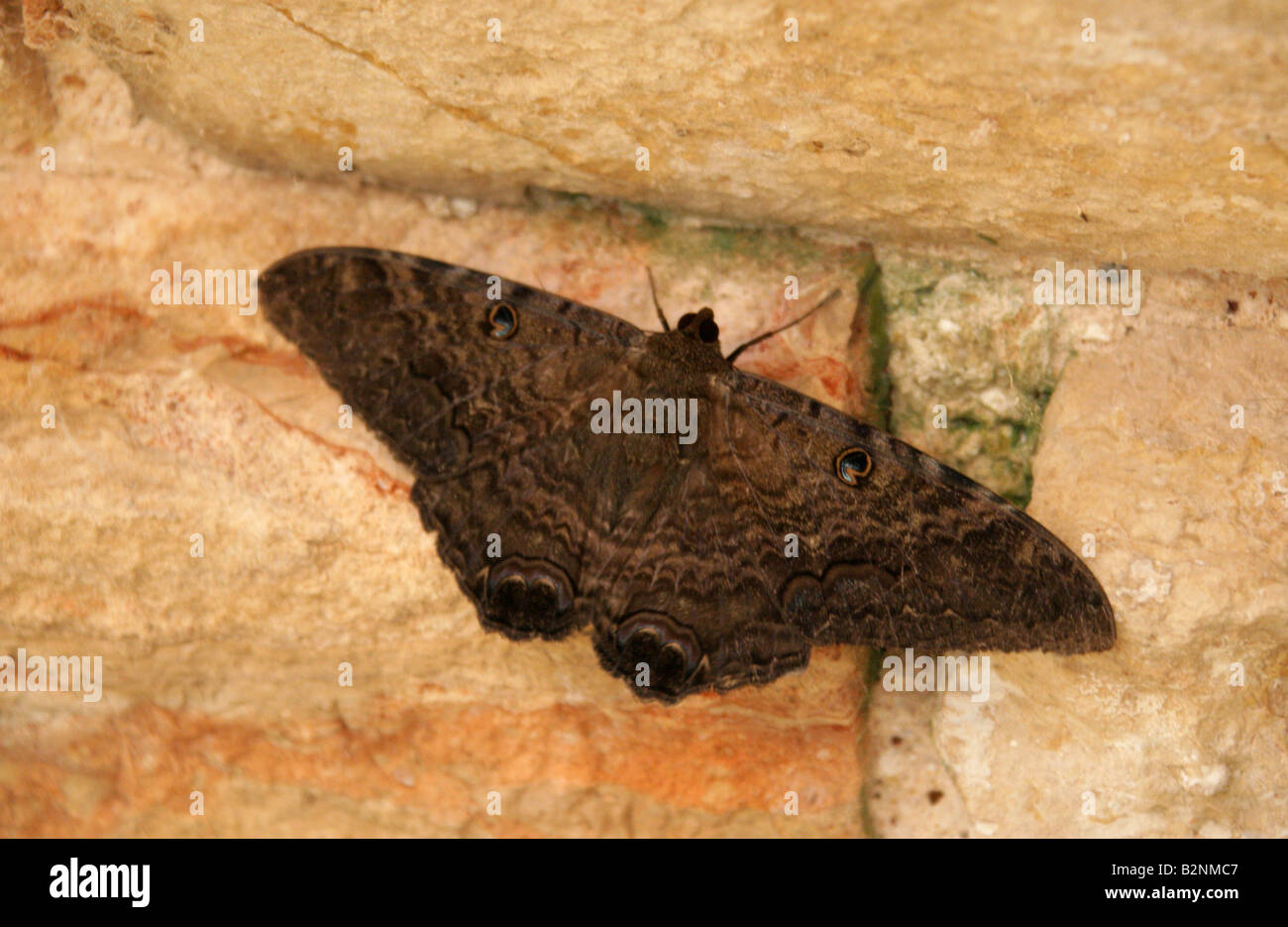 Black Witch Moth Ascalapha odorata, Uxmal, Yucatan, Mexico Stock Photo - Alamy