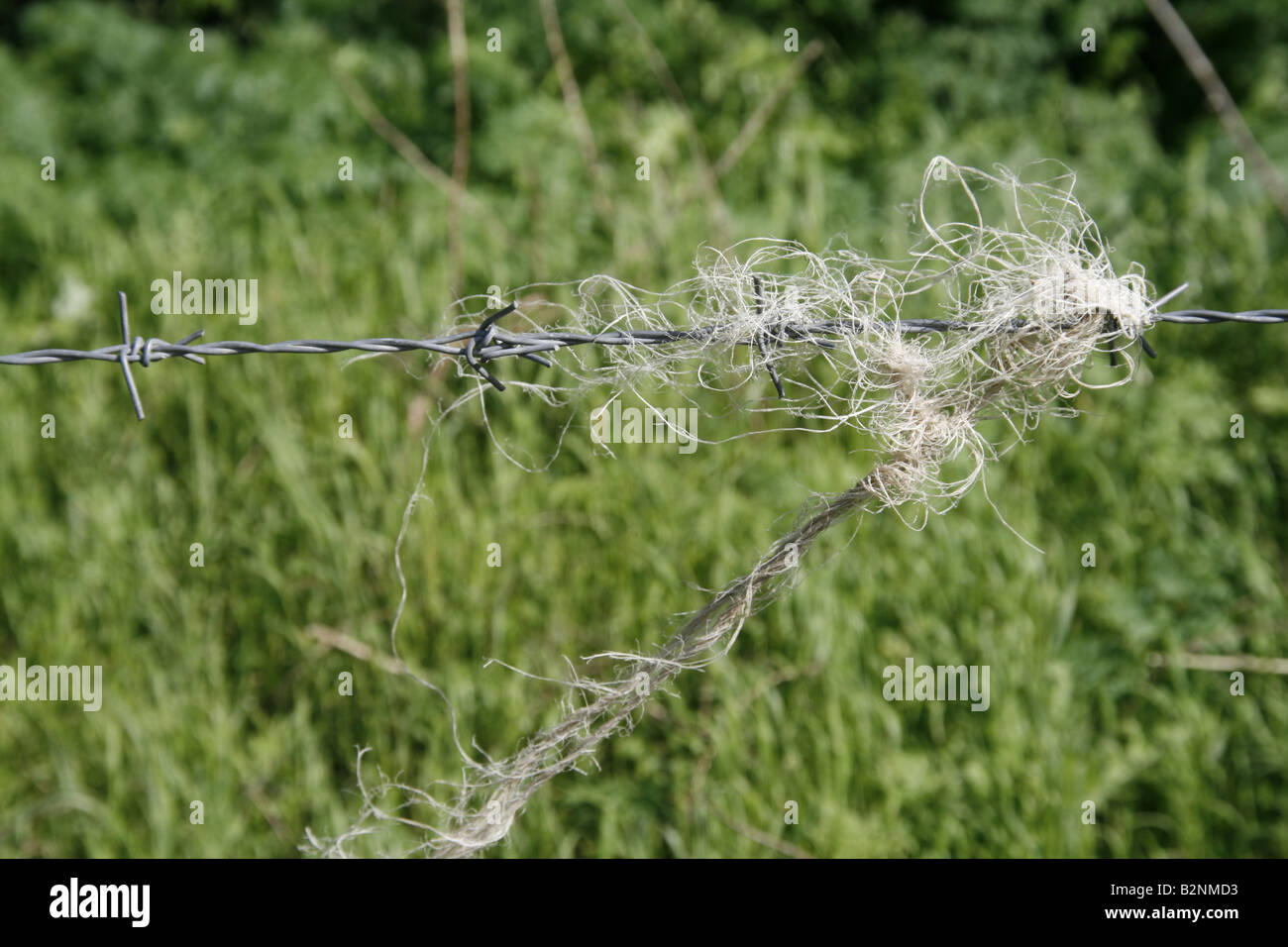 Sheep stuck in fence hi-res stock photography and images - Alamy