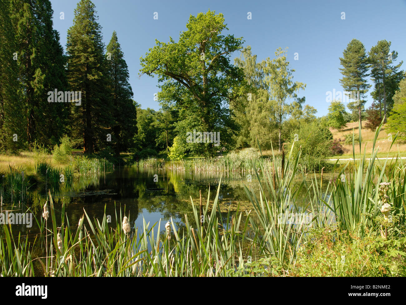 A lake at Bedgebury Pinetum Stock Photo - Alamy