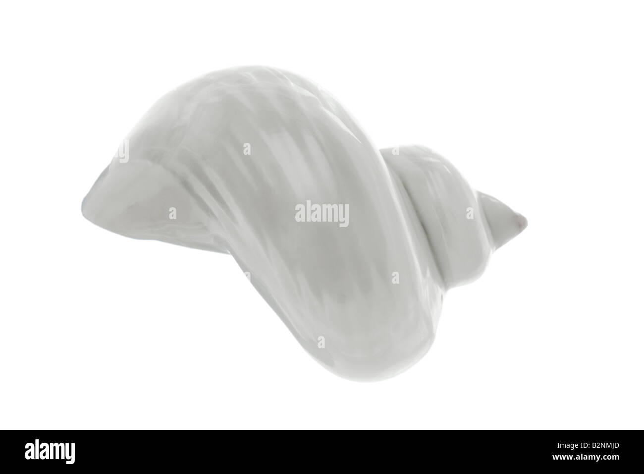Black & White Image of a Polished Seashell or Whelk Shell on a White ...