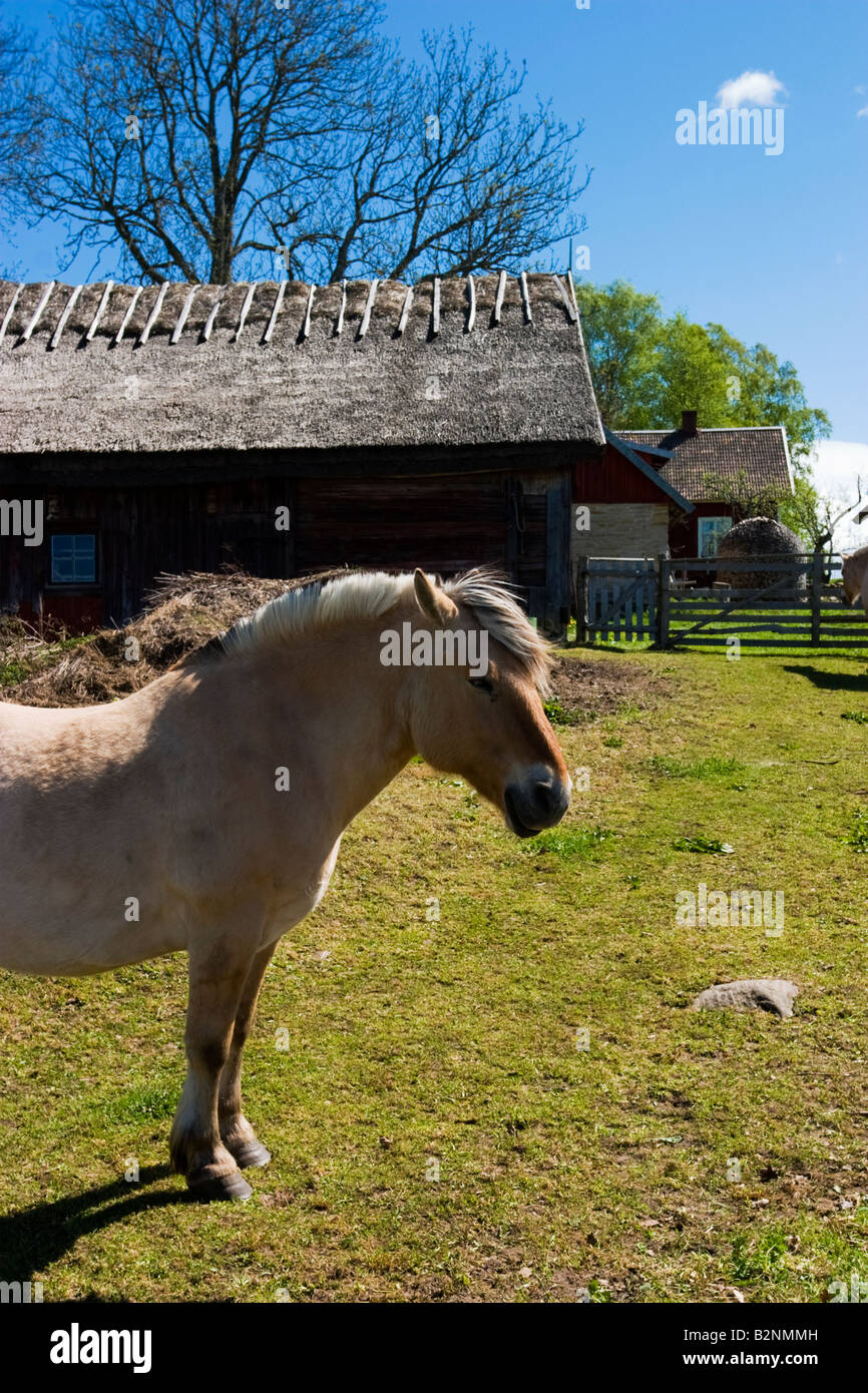 Fjord horse in a pasture Stock Photo - Alamy