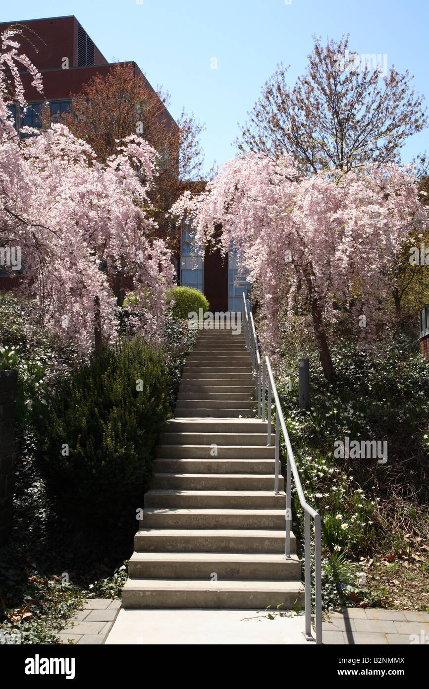 steps with cherry trees Stock Photo - Alamy