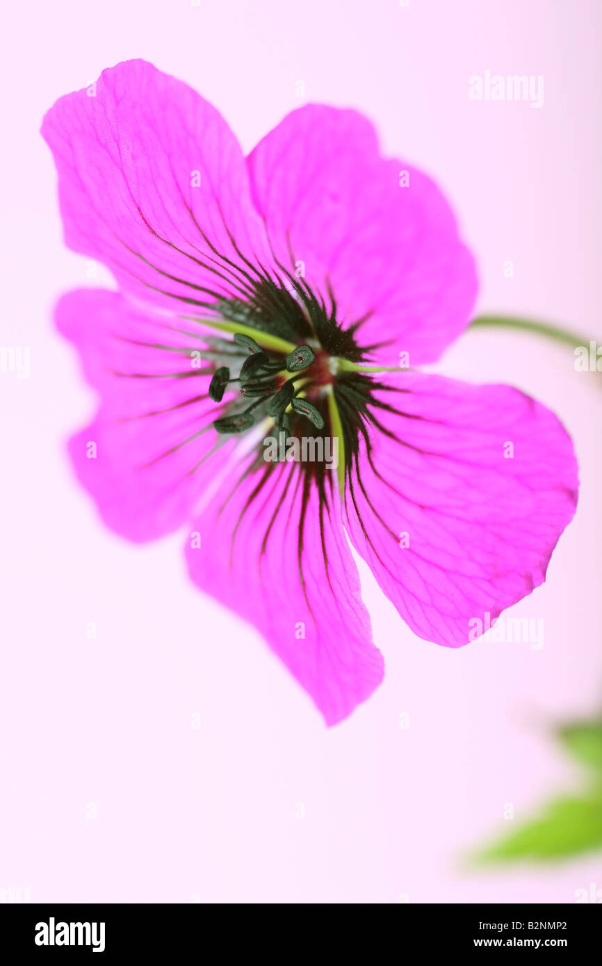 single geranium flower on pink background Stock Photo - Alamy