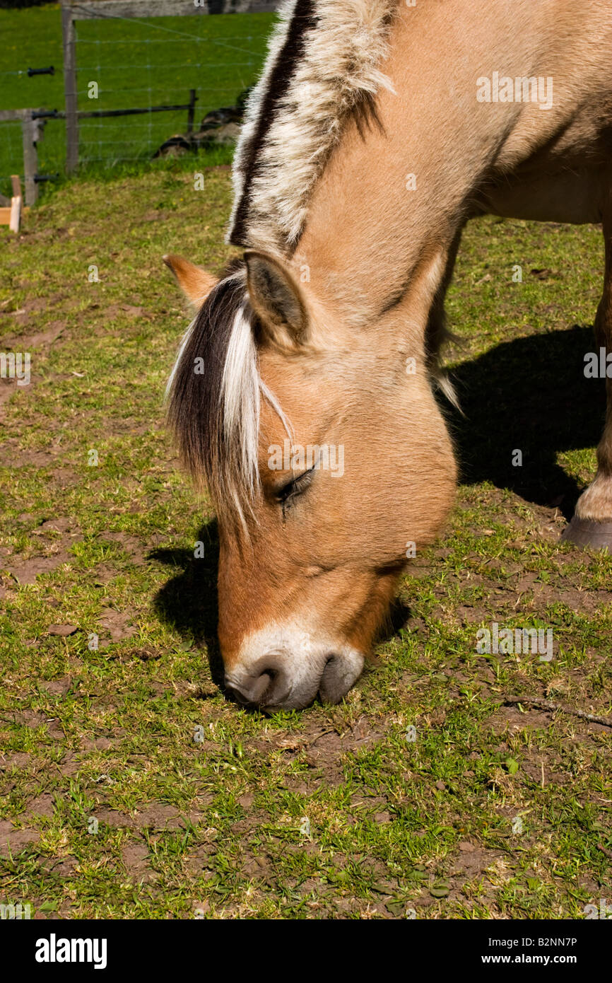 Fjording hi-res stock photography and images - Alamy