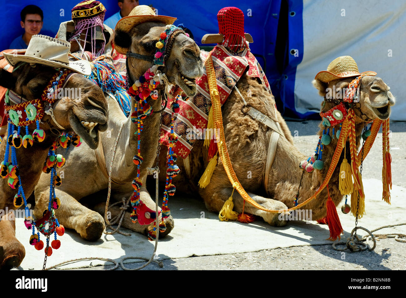 camel rides for tourists at antalya perge for tourists Stock Photo - Alamy