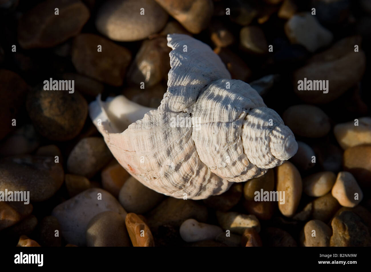 Shell on beach Stock Photo - Alamy