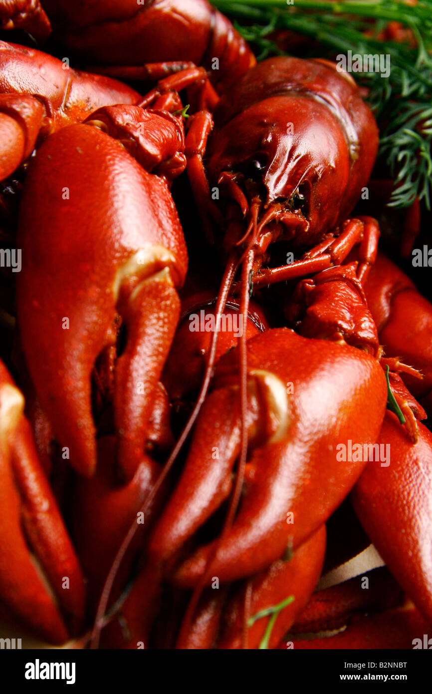 A tasty crayfish Stock Photo - Alamy