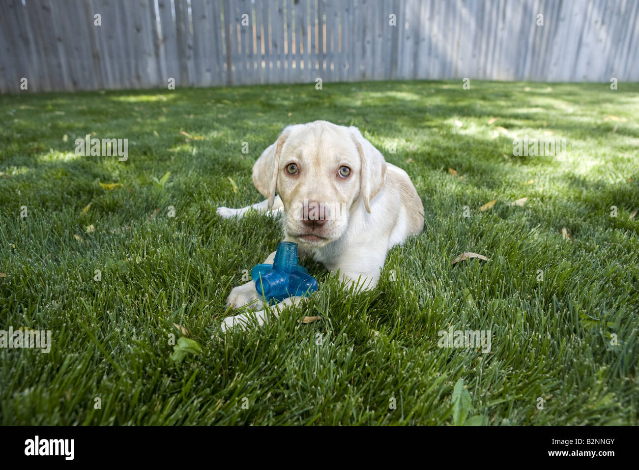 Yellow Labrador Retriever puppy outdoors in the green grass with play ...