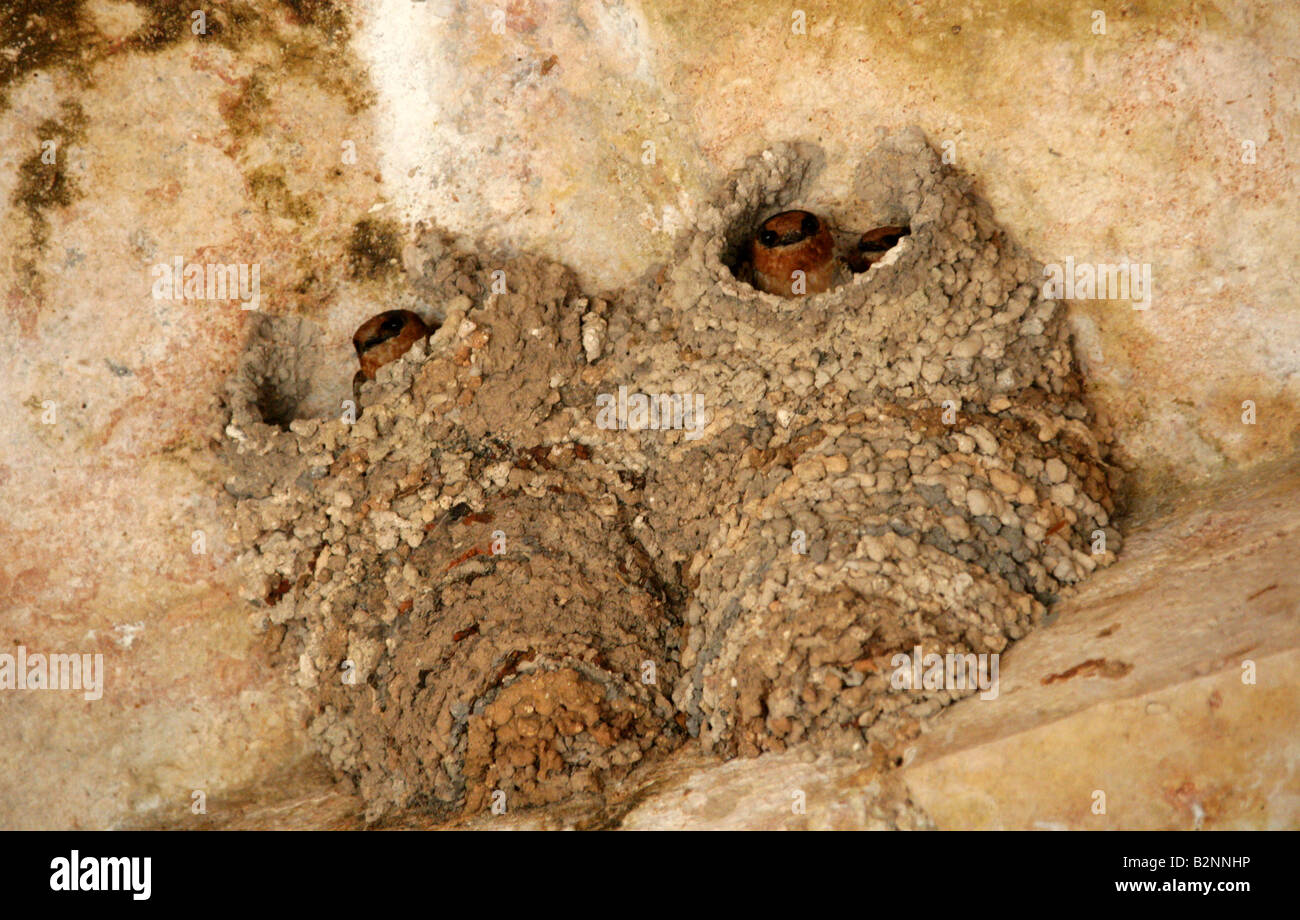 Mexico cave bird hi-res stock photography and images - Alamy