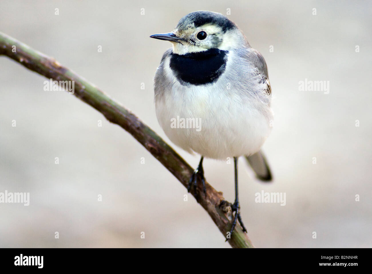 Wagtails hi-res stock photography and images - Alamy