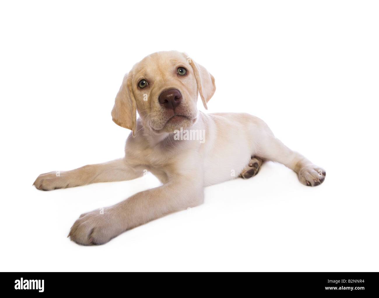 Adorable yellow Labrador Retriever puppy lying down isolated on white ...