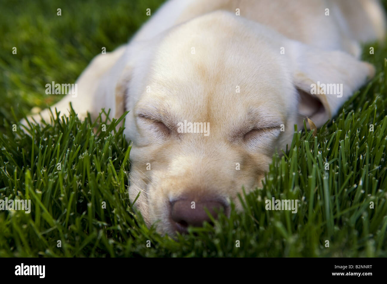 Yellow Labrador Retriever puppy sleeping outdoors in the green grass ...