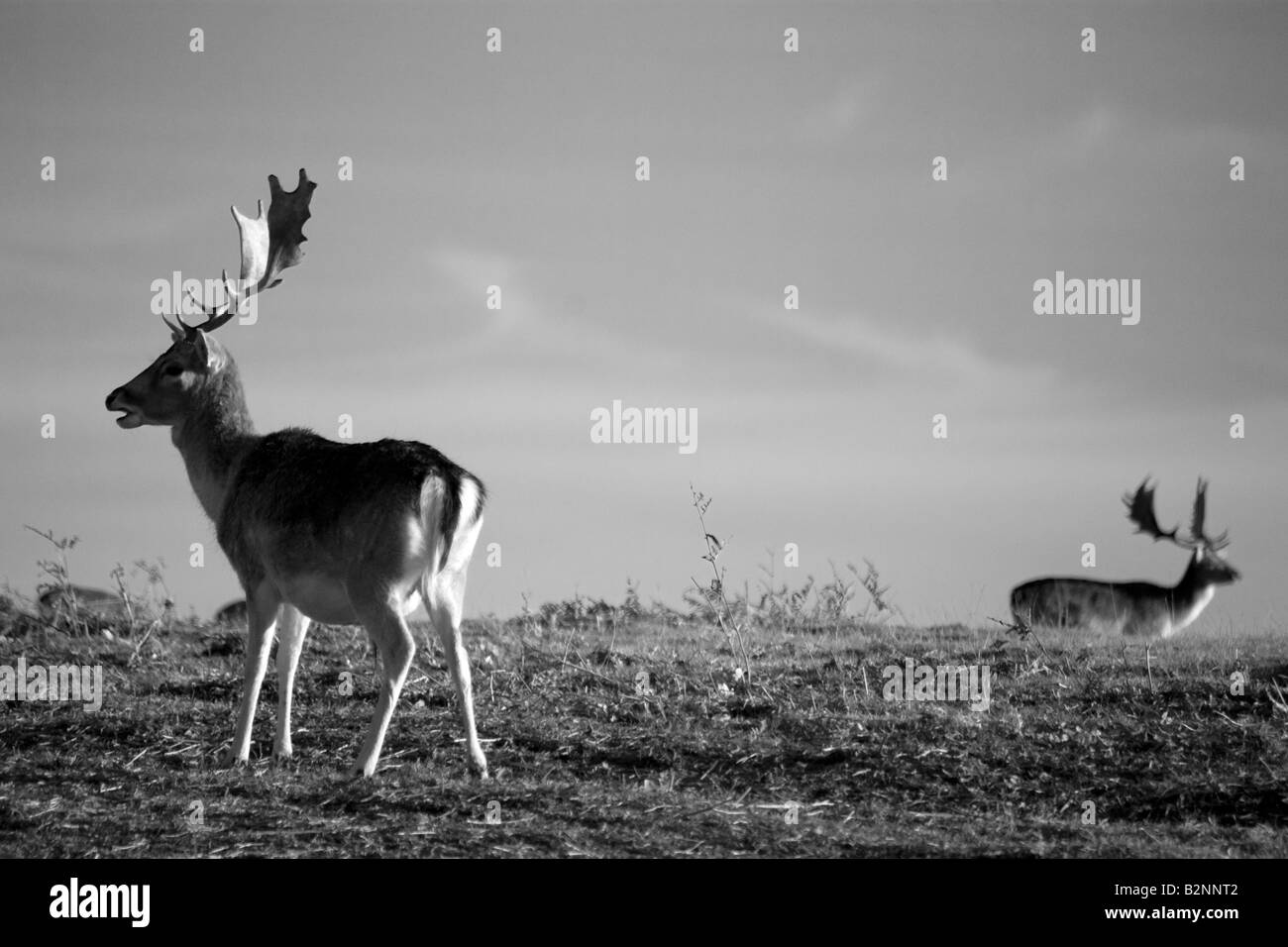 Two rut hi-res stock photography and images - Alamy
