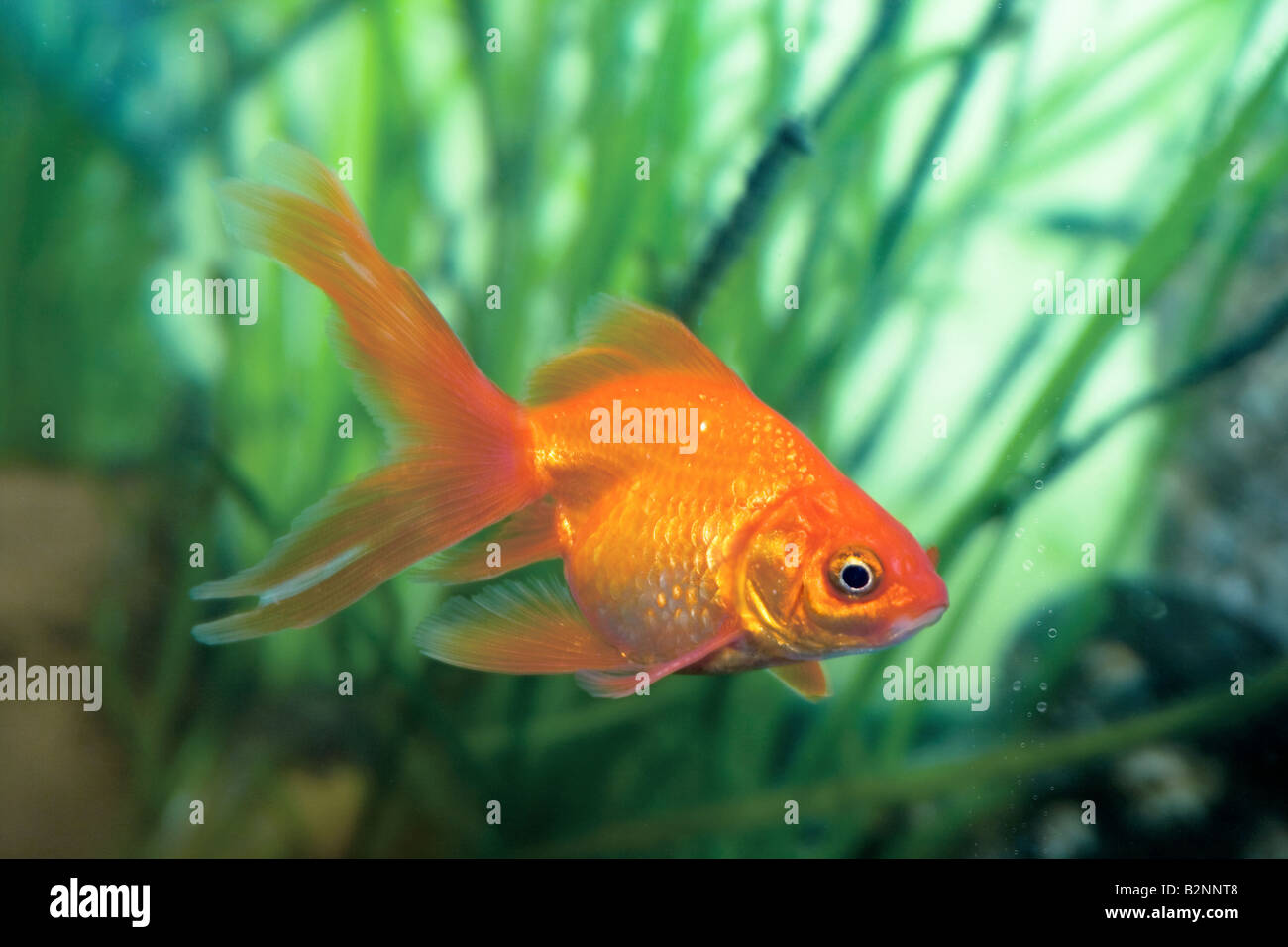 Good luck fish hi-res stock photography and images - Alamy