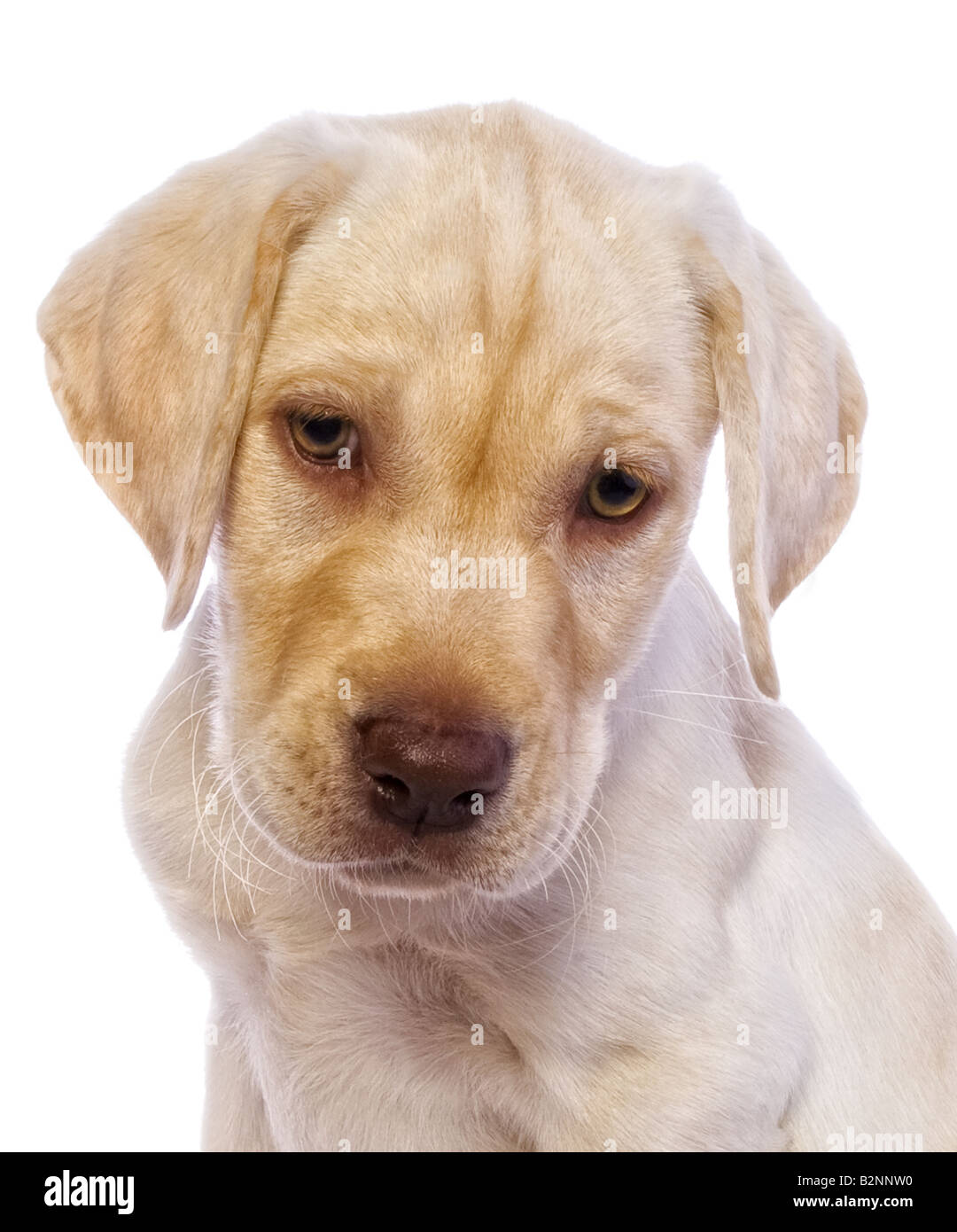 Adorable yellow Labrador Retriever puppy looking sad isolated on white ...
