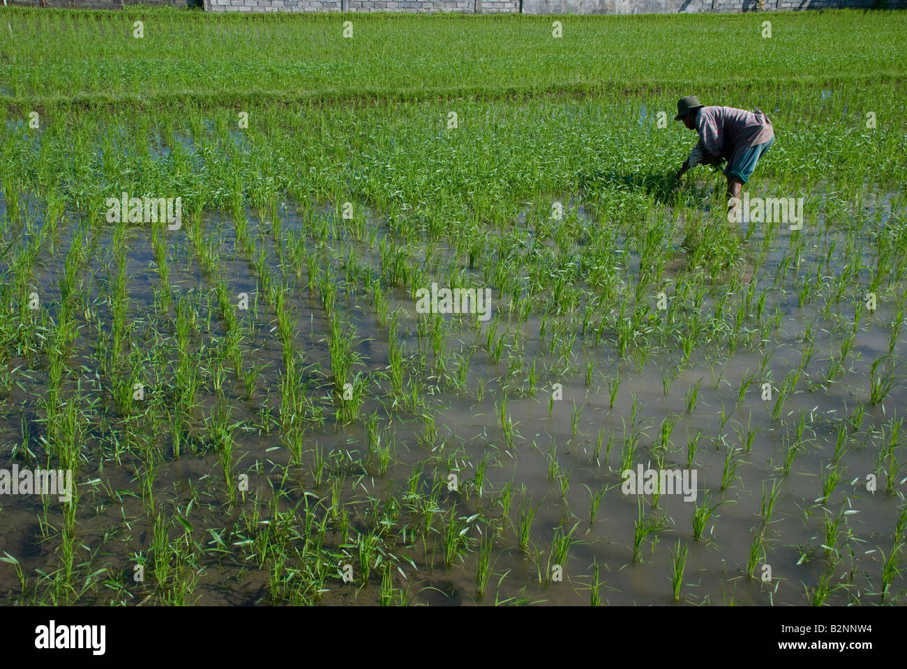 bali ubud indonesia rice field paddy rice farmer green grass tend Stock ...