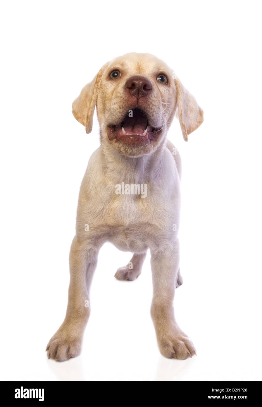 Labrador retriever yellow standing hi-res stock photography and images ...