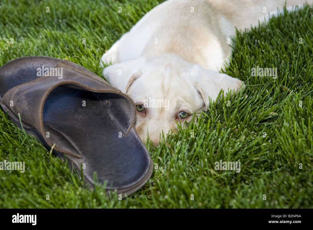 Yellow Labrador Retriever puppy outdoors in the green grass looking ...