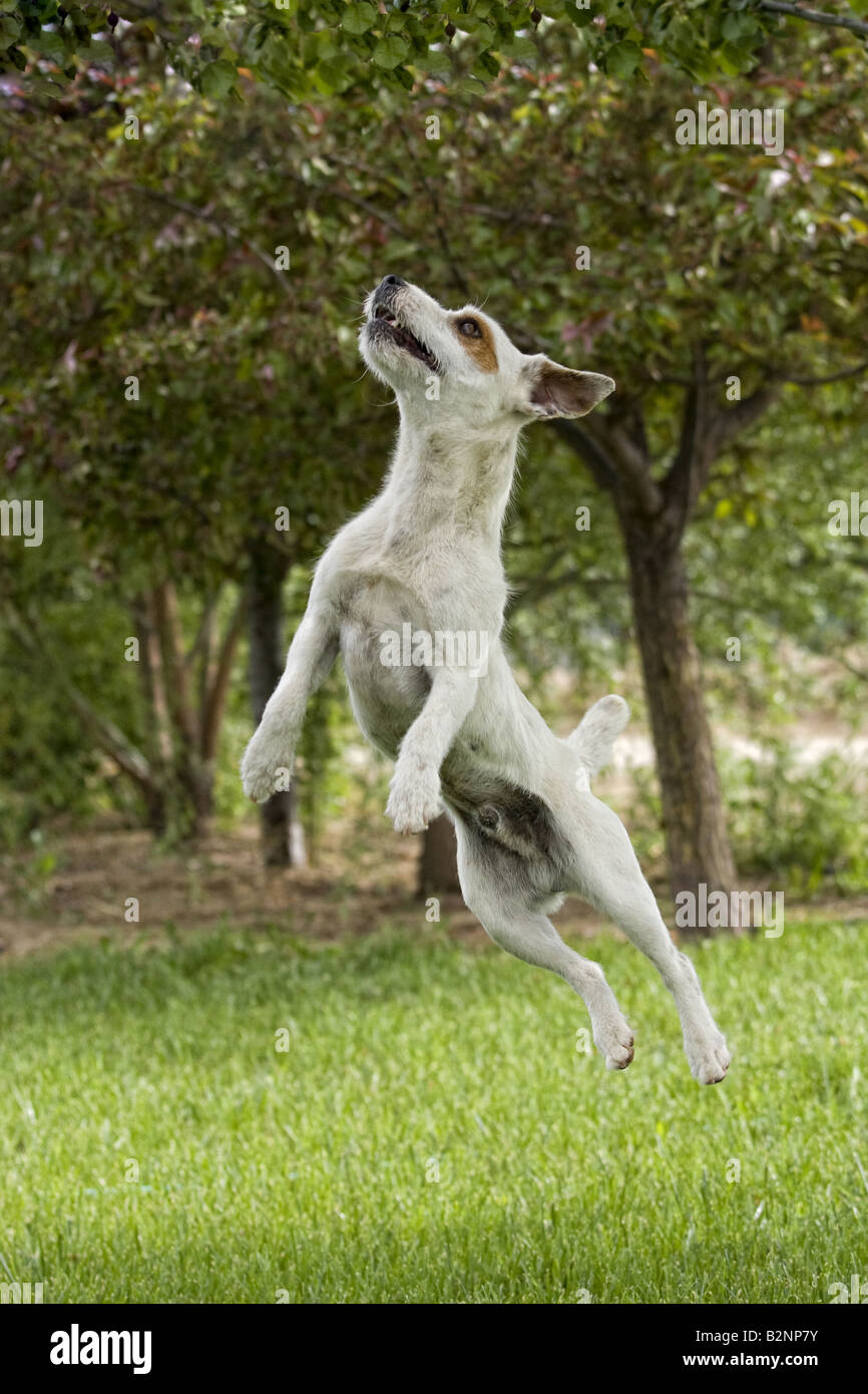 Jumping jack russell dog hi-res stock photography and images - Alamy