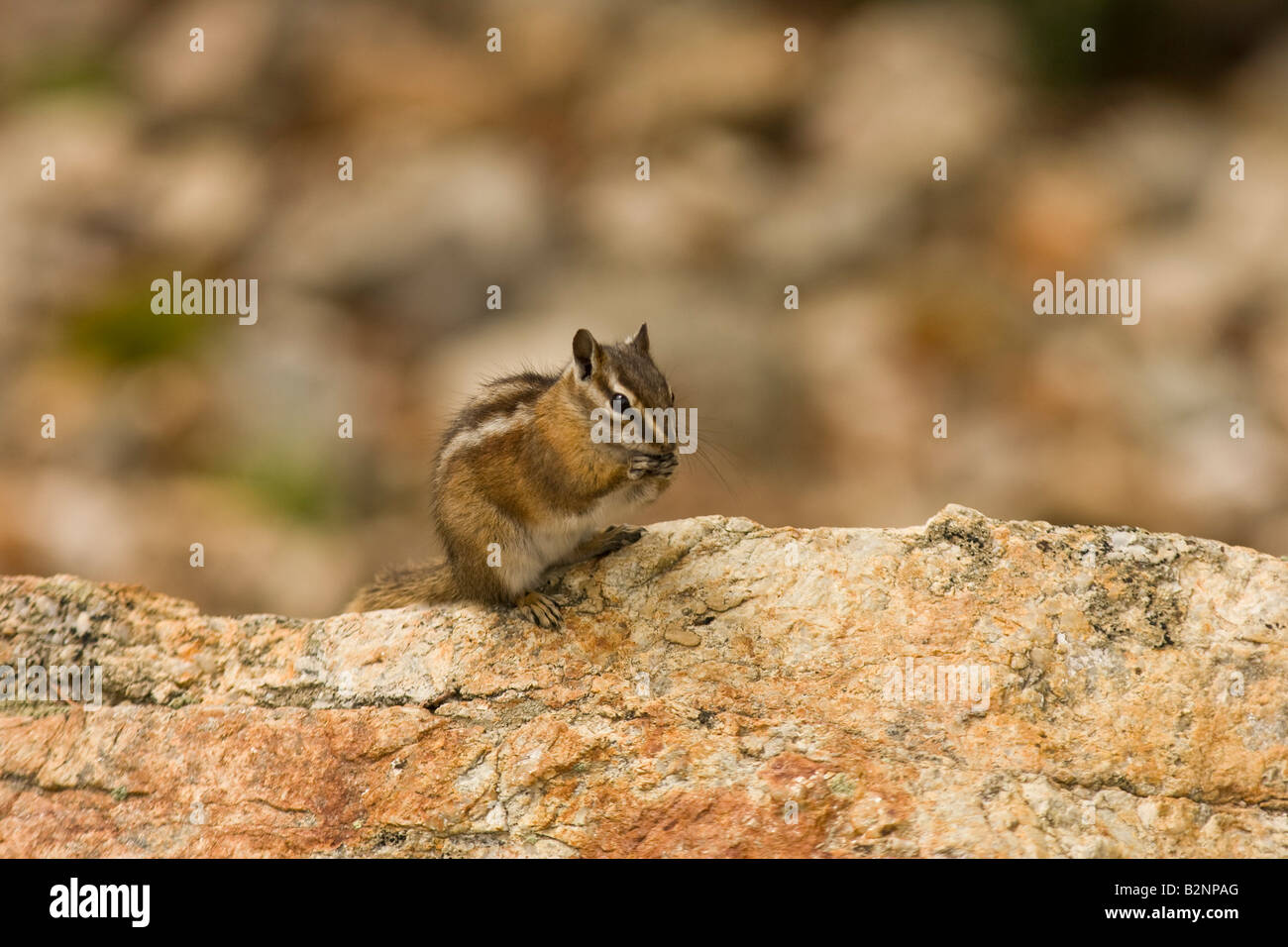 Colorado Chipmunk (Eutamias quadrivittatus Stock Photo - Alamy