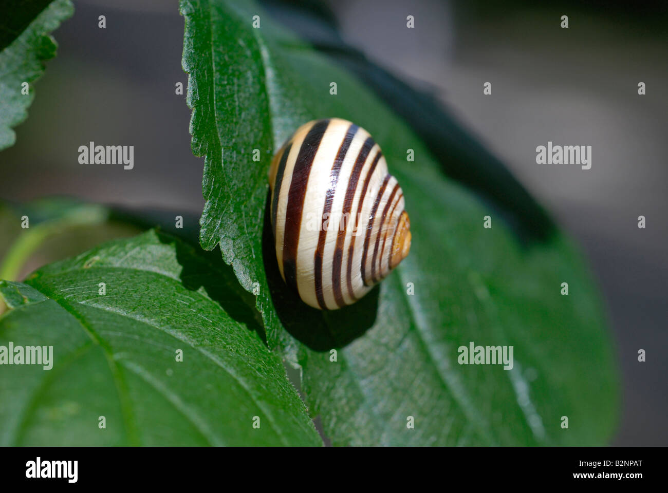 Cepaea nemoralis hi-res stock photography and images - Alamy