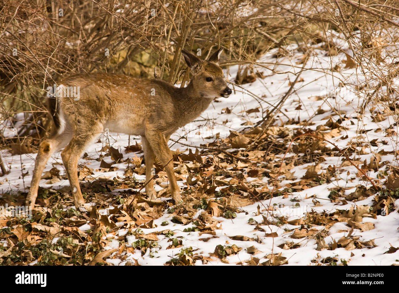 Fawn in snow hi-res stock photography and images - Alamy