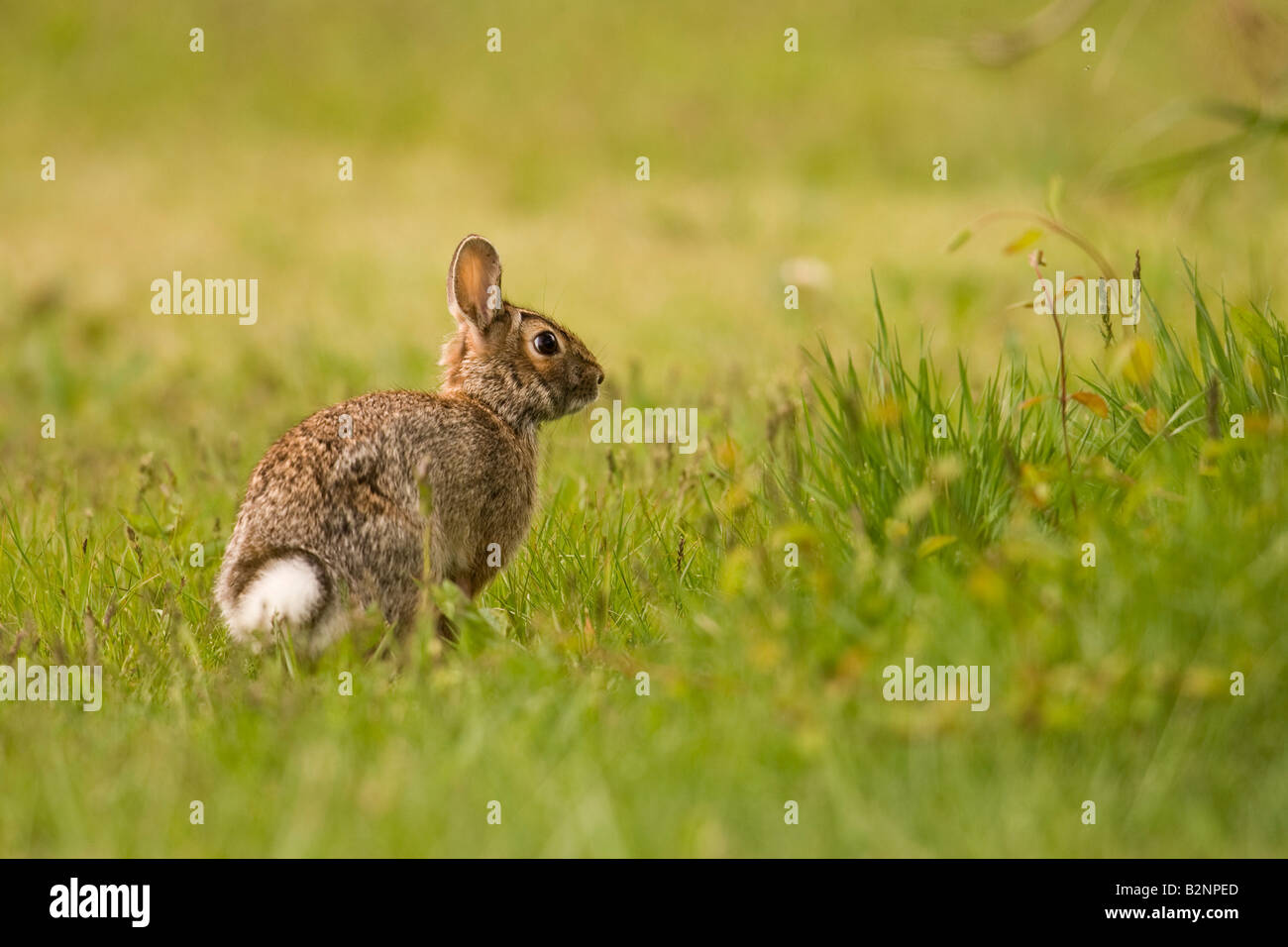 Eastern Cottontail (Sylvilagus floridanus Stock Photo - Alamy