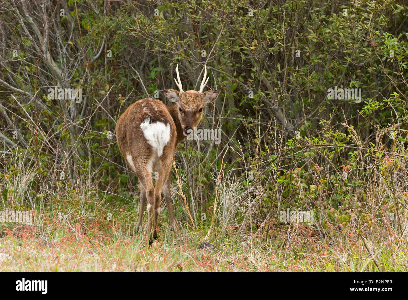 Sika Deer (Cervus nippon) these are an exotic species and are really an ...