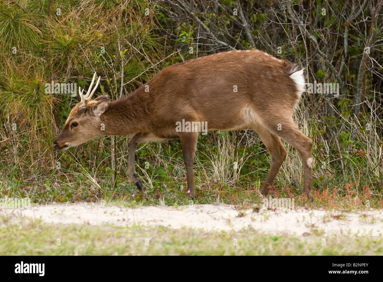 Sika Deer (Cervus nippon) these are an exotic species and are really an ...