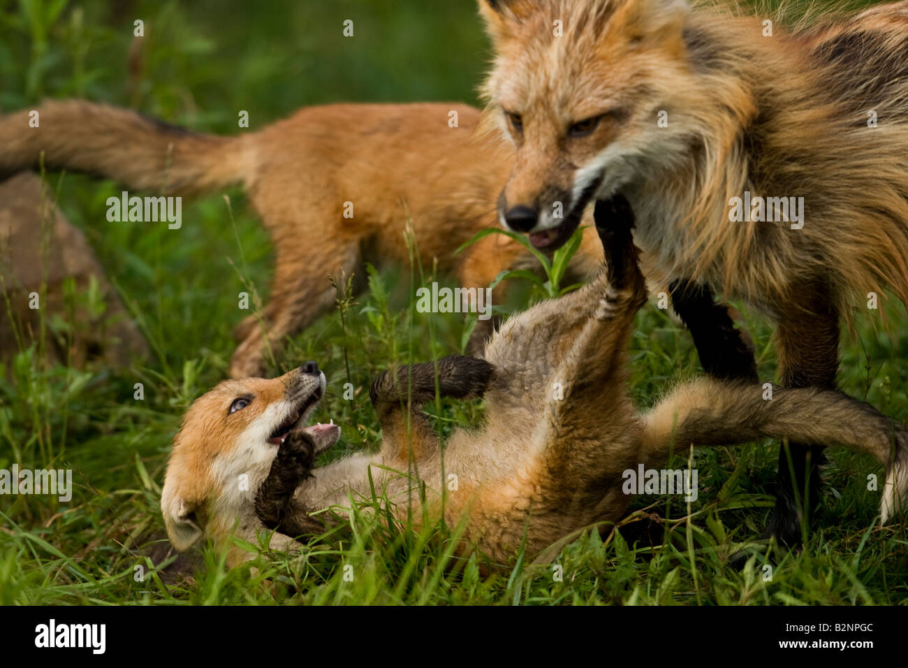 Red fox pups with mom hi-res stock photography and images - Alamy