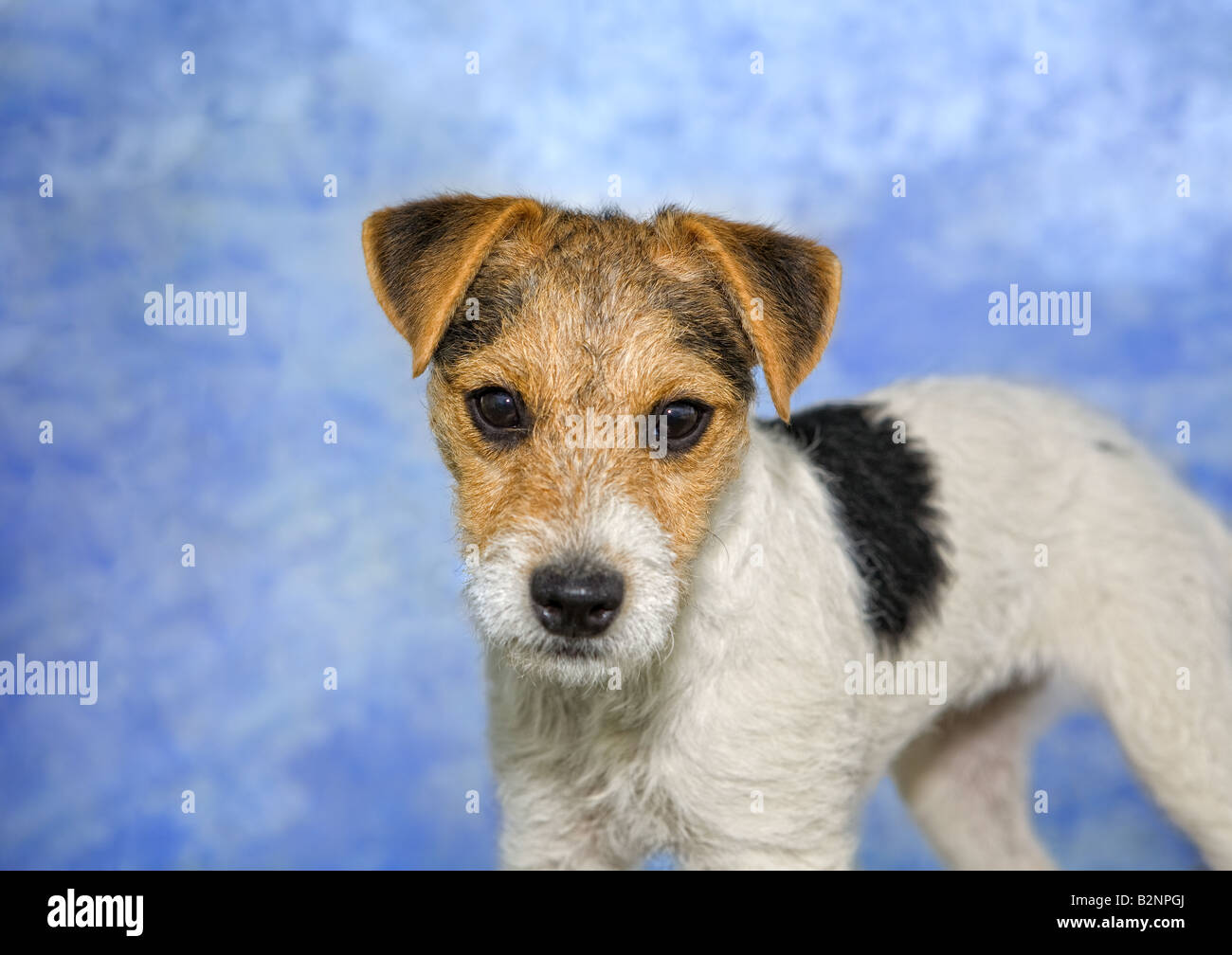 Jack Russell Terrier puppy on blue background Stock Photo - Alamy