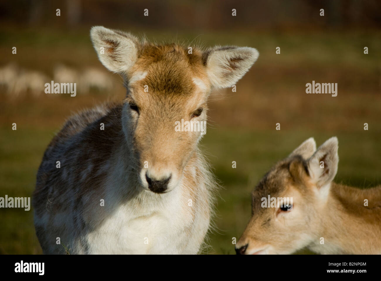 Child deer hi-res stock photography and images - Alamy