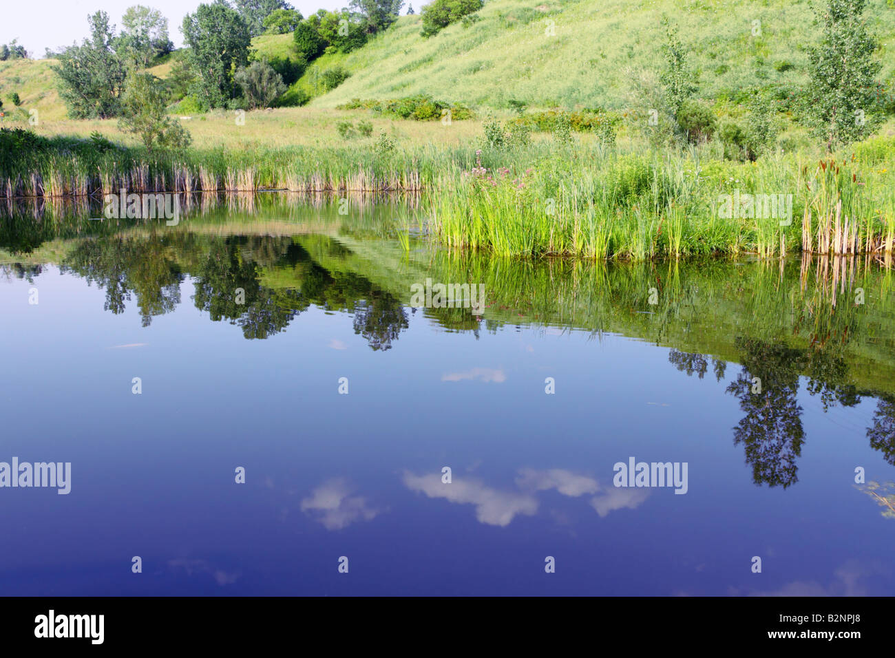 Naturalized marsh lands and wildflower meadows along pond in Don Valley ...